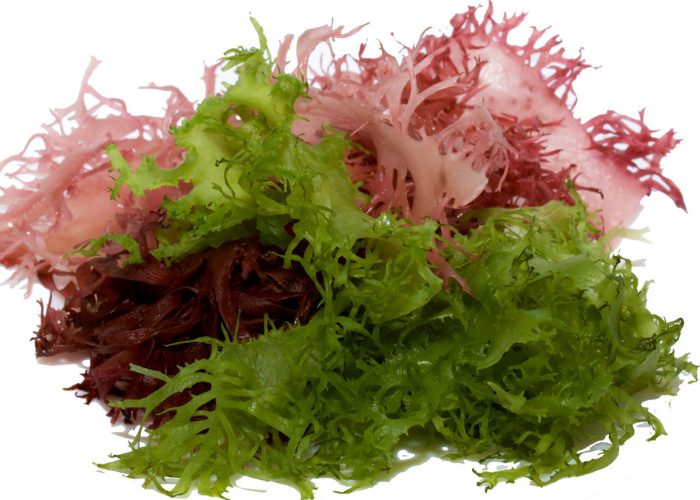 Vitamin B12 Bible: Benefits, Foods, & How to Identify a Deficiency